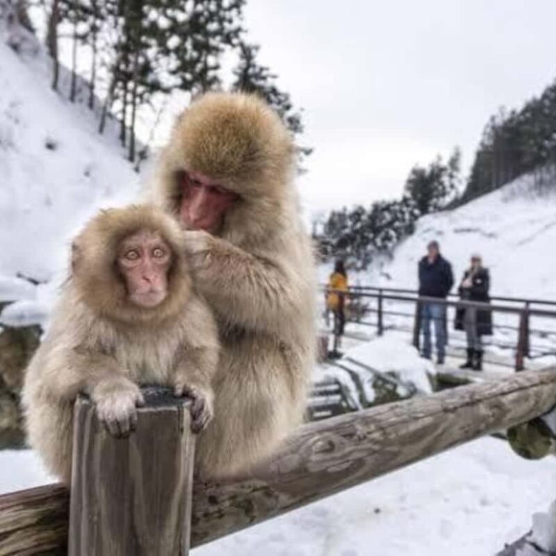Nagano: Private Guided Tour Snow Monkeys & Zenkoji Temple - The Sum Up