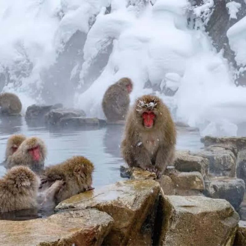 Nagano: Private Guided Tour Snow Monkeys & Zenkoji Temple - FAQ