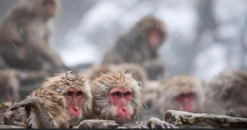 Nagano: Private snow monkey Tour in Luxury car - An In-Depth Look at the Nagano Snow Monkey Tour