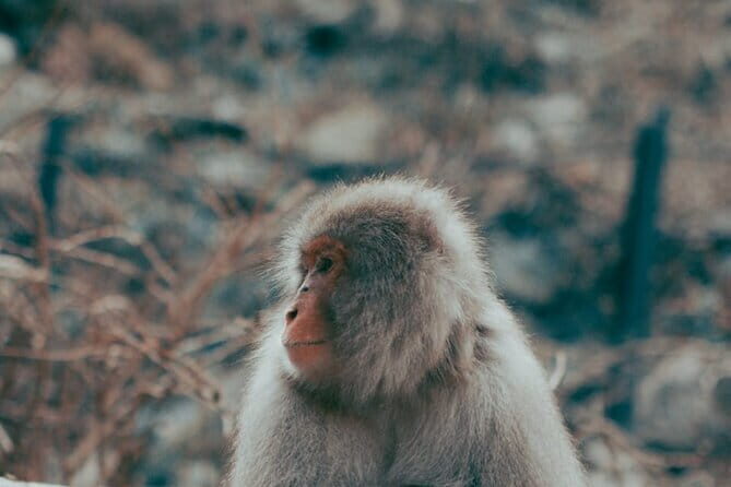 Nagano Private Tour With English Speaking Driver - Key Points