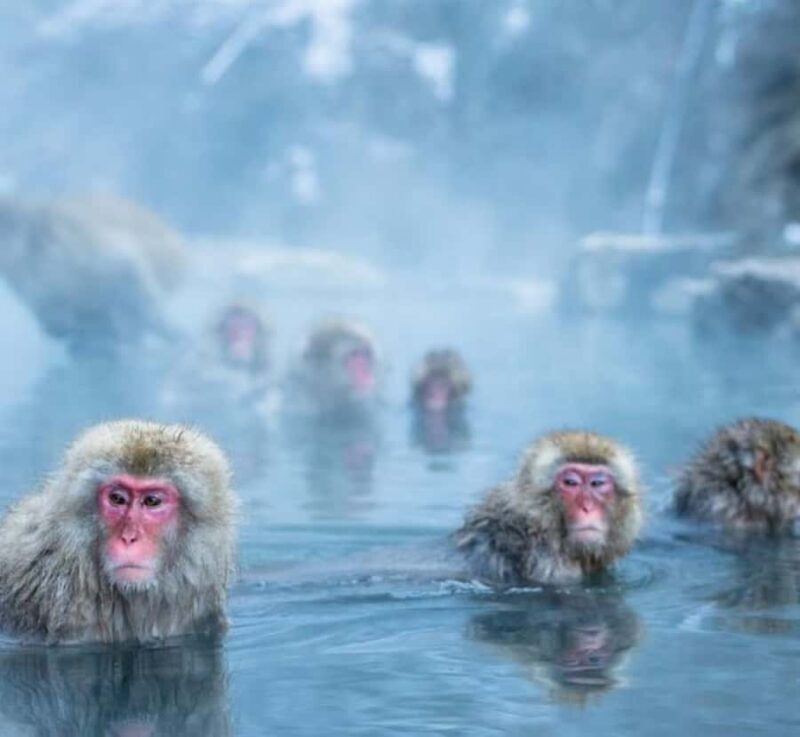 Nagano Private Tour with Snow Monkeys & Zenko-ji Temple - Key Points