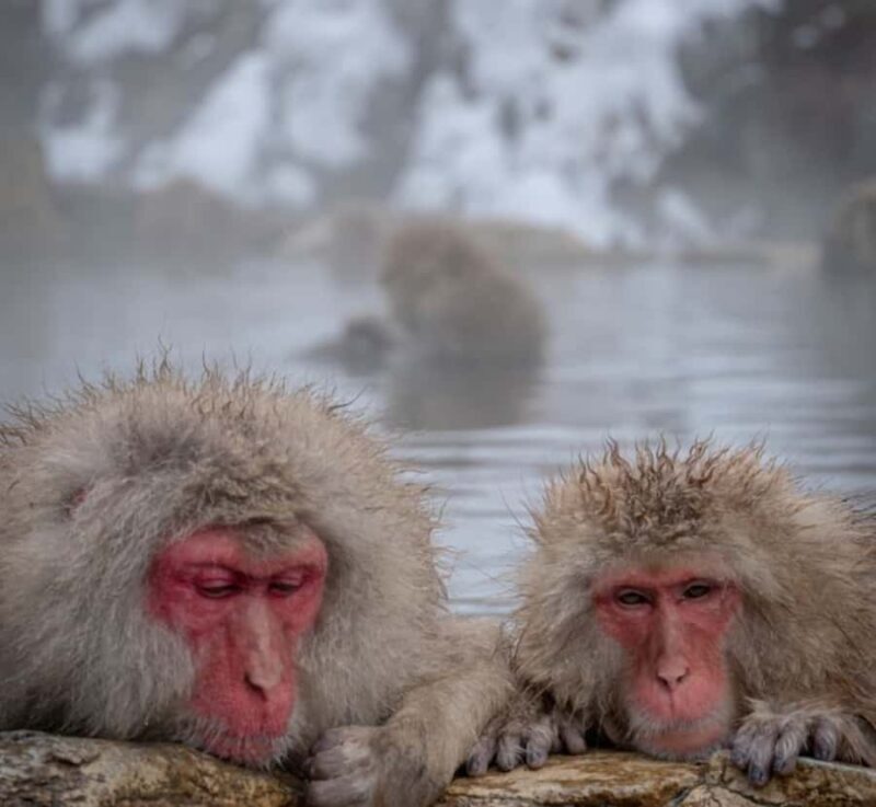 Nagano Private Tour with Snow Monkeys & Zenko-ji Temple - The Highlights of the Nagano Private Tour