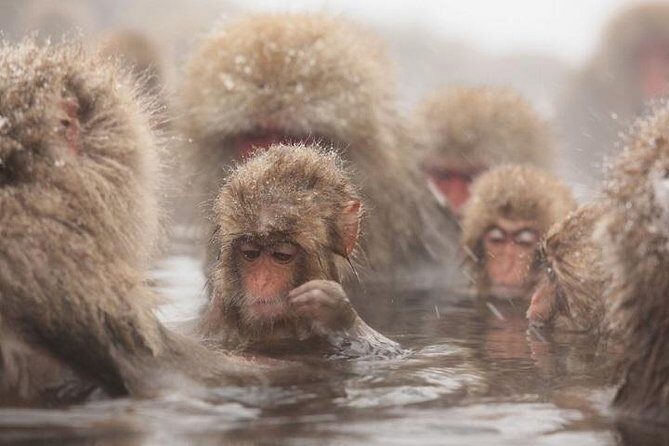Nagano Snow Monkey 1 Day Tour with Beef Sukiyaki Lunch from Tokyo - Exploring the Nagano Snow Monkey Day Tour: What to Expect and Why It’s Worth It