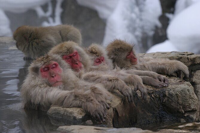 Nagano Snow Monkey 1 Day Tour with Beef Sukiyaki Lunch from Tokyo - Key Points