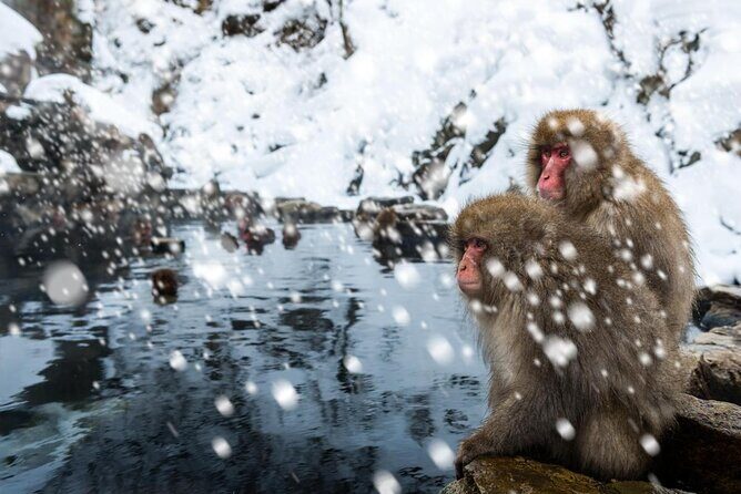 Nagano Snow Monkey 1 Day Tour with Beef Sukiyaki Lunch from Tokyo - Frequently Asked Questions