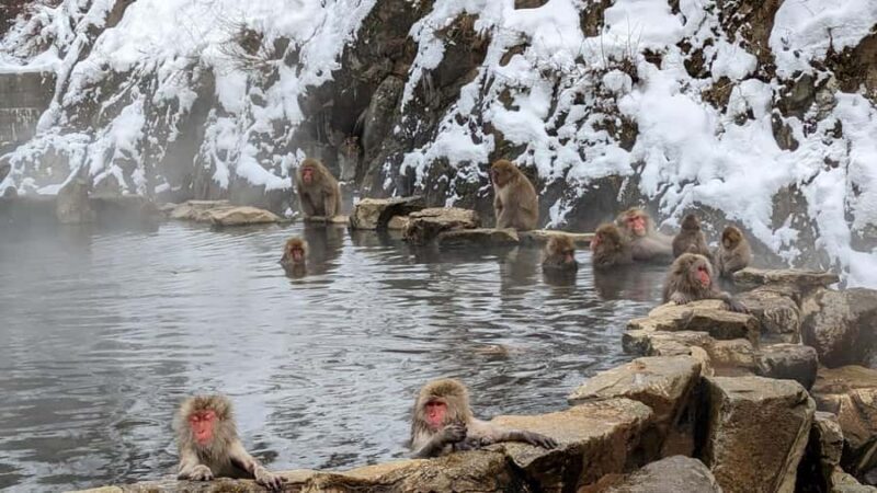 Nagano Snow Monkey Day Trip from Tokyo by Bullet Train - Exploring the Nagano Snow Monkey Day Trip from Tokyo by Bullet Train