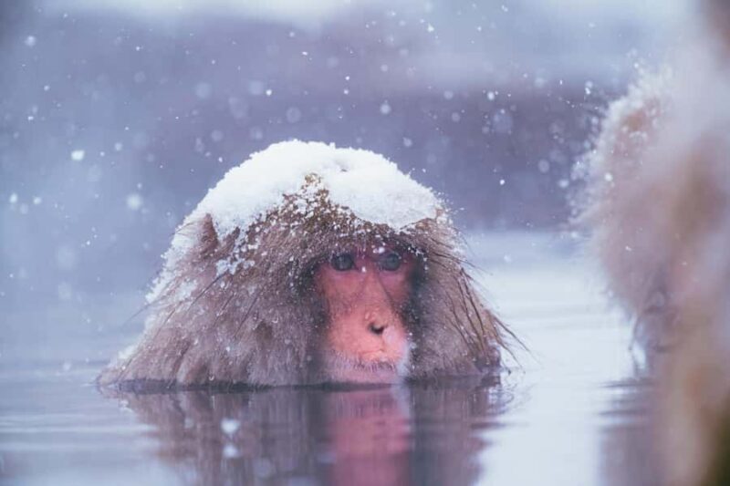 Nagano Snow Monkey Day Trip from Tokyo by Bullet Train - How Does This Tour Compare in Value?