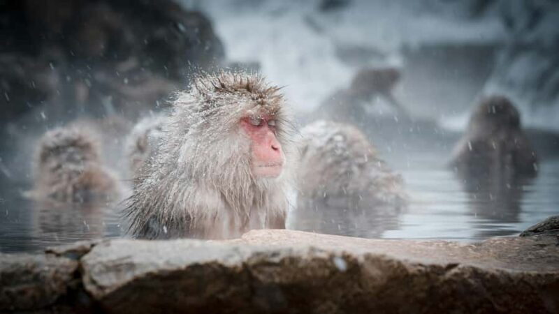 Nagano: Snow Monkey Park and Shiga Kogen Day Trip - What’s Included in the Tour?