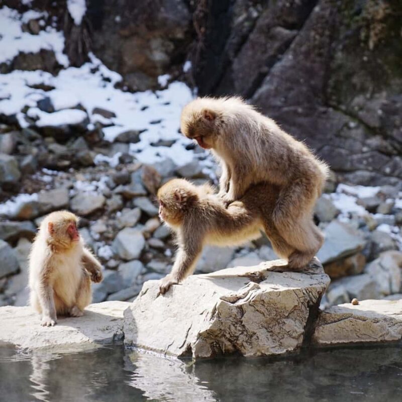 Nagano: Snow Monkey Park Full Day Tour Fully Customizable - An In-Depth Look at What This Tour Offers