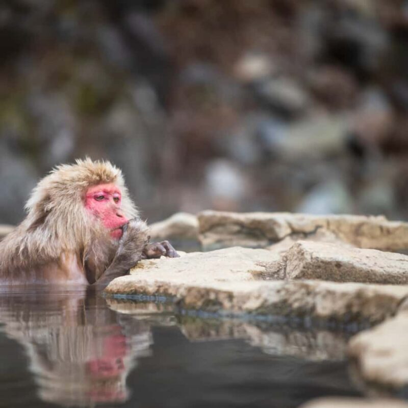 Nagano: Snow Monkey Park Full Day Tour Fully Customizable - Why Travelers Love This Tour