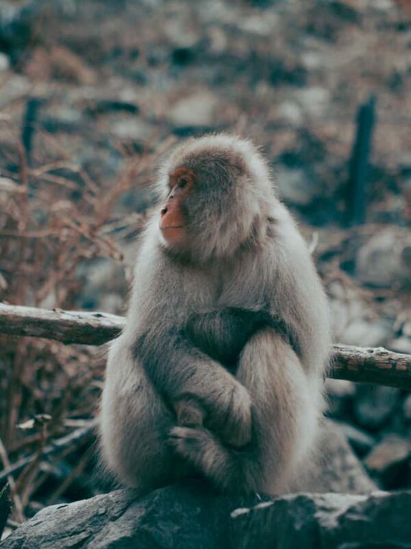 Nagano Snow Monkey private Day Tour from Tokyo - Introduction and First Impressions