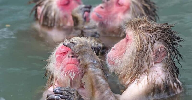 Nagano: Snow Monkey Private Day Tour with Driver from Tokyo - A Detailed Look at the Tour Experience