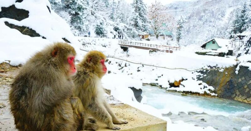 Nagano: Snow Monkey Private Day Tour with Driver from Tokyo - Final Thoughts