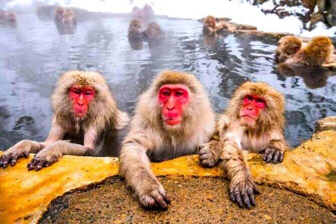 Nagano Snow Monkey Private Full-Day Tour - Key Points