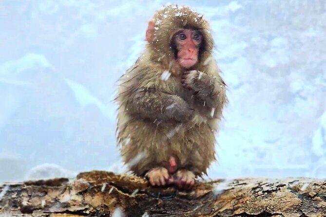 Nagano Snow Monkey Private Full-Day Tour - Who Should Consider This Tour?