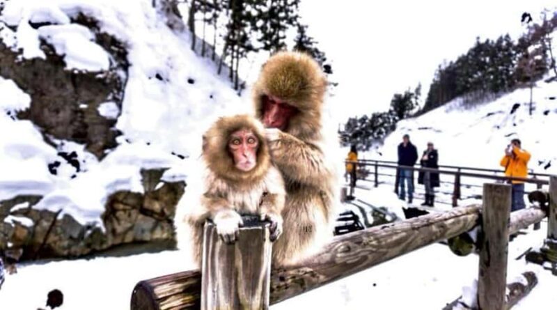 Nagano Snow Monkey & Zenkoji Private Customizable Tour - Key Points