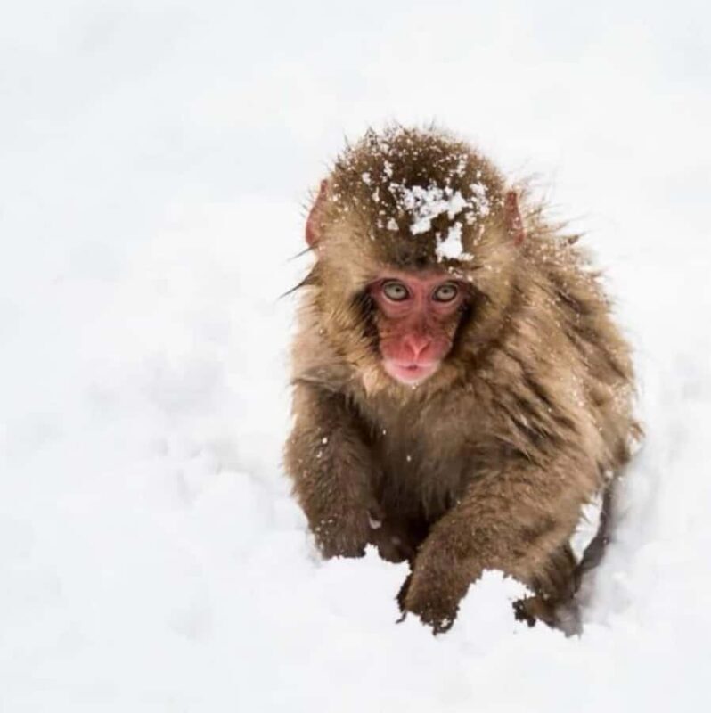 Nagano Snow Monkey & Zenkoji Private Customizable Tour - Exploring the Tour: A Full Breakdown