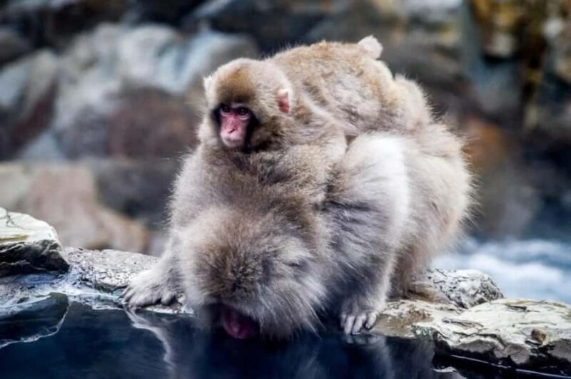 Nagano Snow Monkey & Zenkoji Private Customizable Tour - The Sum Up: Is This Tour Right for You?