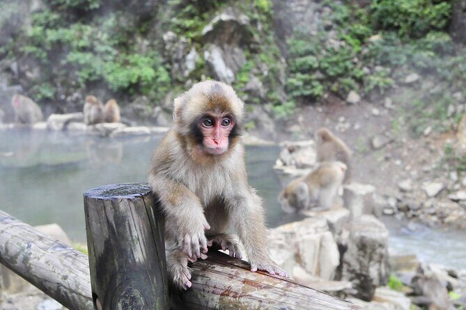Nagano: Snow Monkeys of Jigokudani Guided Tour - A Detailed Look at the Nagano Snow Monkeys Tour