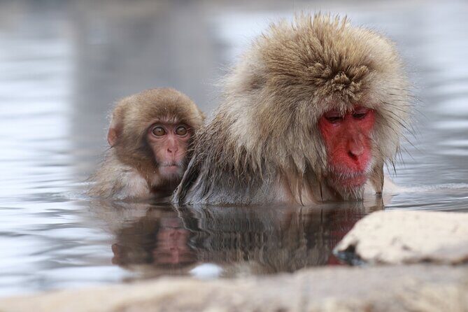 Nagano: Snow Monkeys of Jigokudani Guided Tour - Final Thoughts