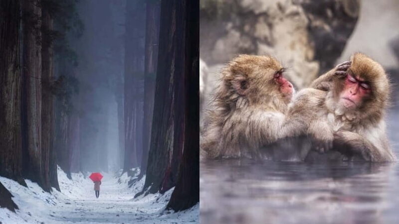 Nagano: Snow Monkeys & Togakushi Shrine Two-Spot in-One Day - Key Points