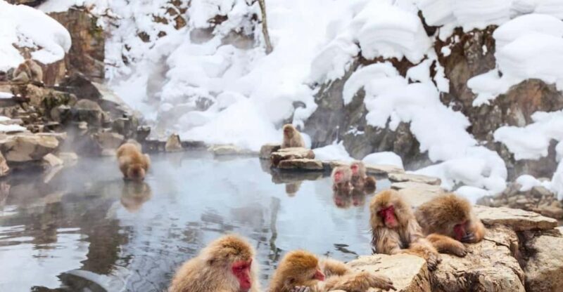 Nagano: Snow Monkeys, Zenko-ji Temple, and Lake Nojiri Tour - Practical Tips for Your Day Trip