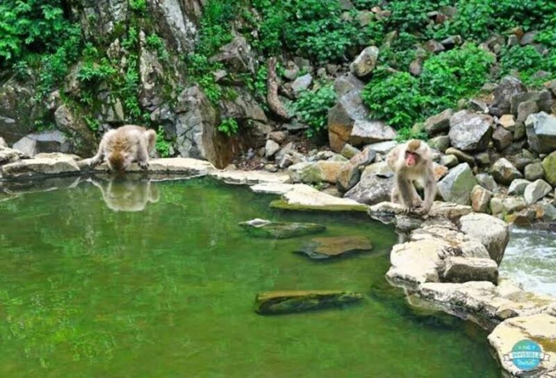 Nagano: Snow Monkeys, Zenko-ji Temple, and Lake Nojiri Tour - Final Thoughts