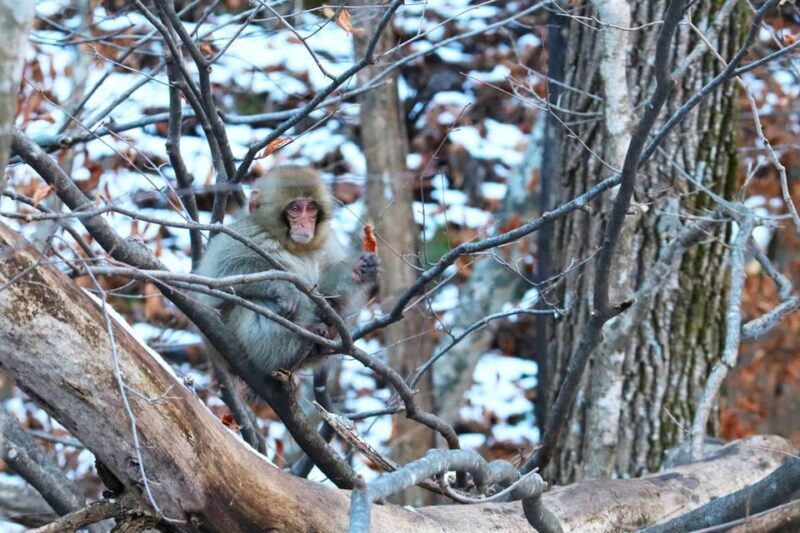 Nagano: Snow Monkeys, Zenkoji Temple & Sake Day Trip - Relaxation in Shibu Onsen & Optional Castle Visit