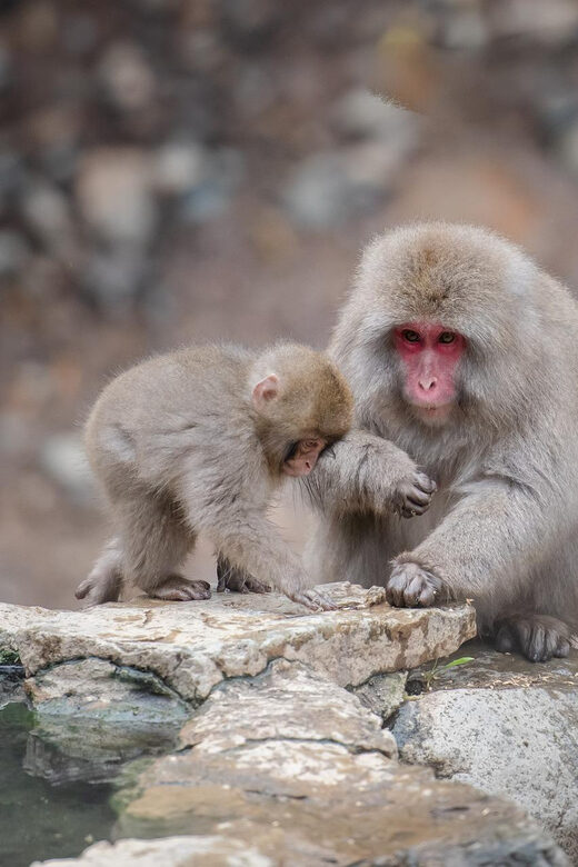 Nagano: Snow Monkeys, Zenkoji Temple & Sake Day Trip - Authenticity and Comfort Combined