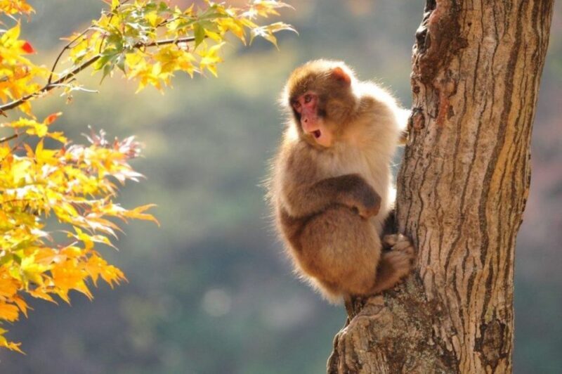 Nagano: Snow Monkeys, Zenkoji Temple & Sake Day Trip - An In-Depth Look at the Tour