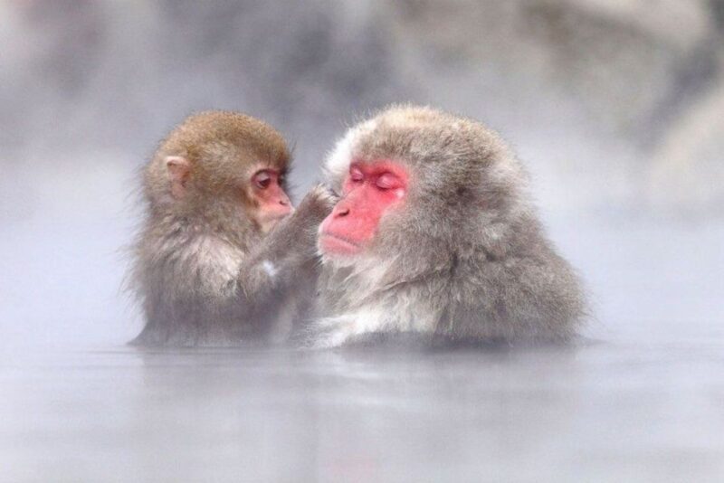 Nagano: Snow Monkeys, Zenkoji Temple & Sake Day Trip - Final Thoughts