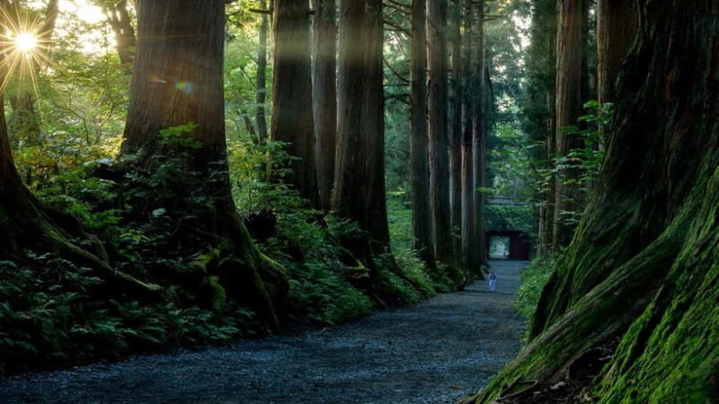 Nagano: Togakushi Shrine, Sake & Zenkoji Private Tour - Who Should Consider This Tour?