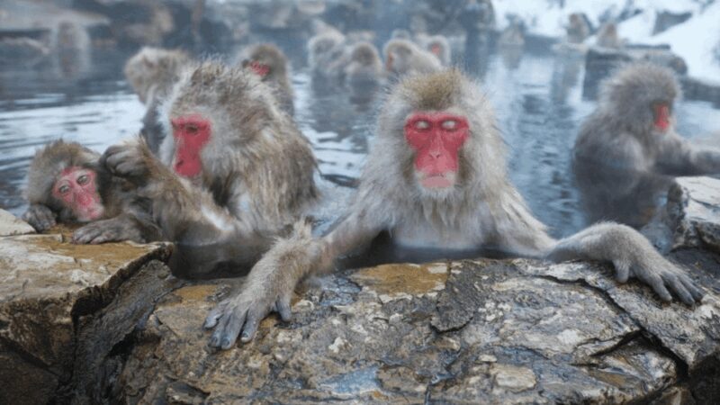 Nagano/Tokyo: Snow Monkey and Zenkoji Temple Private Tour - An In-Depth Look at the Tour Experience