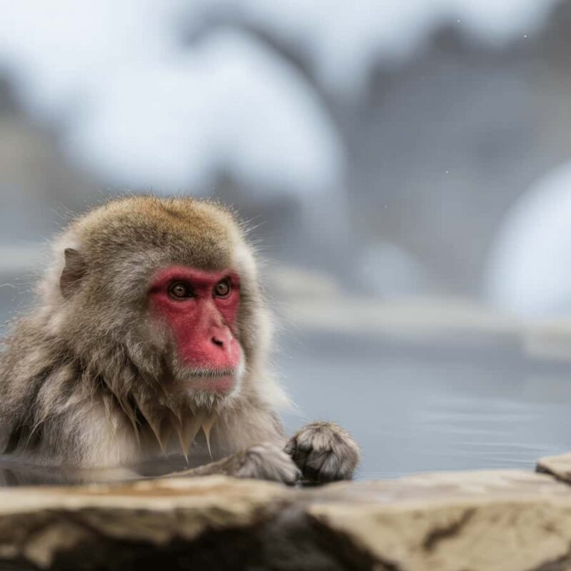 Nagano/Tokyo: Snow Monkey Private Car Tour Hotel Pick & Drop - The Experience from Travelers’ Perspectives