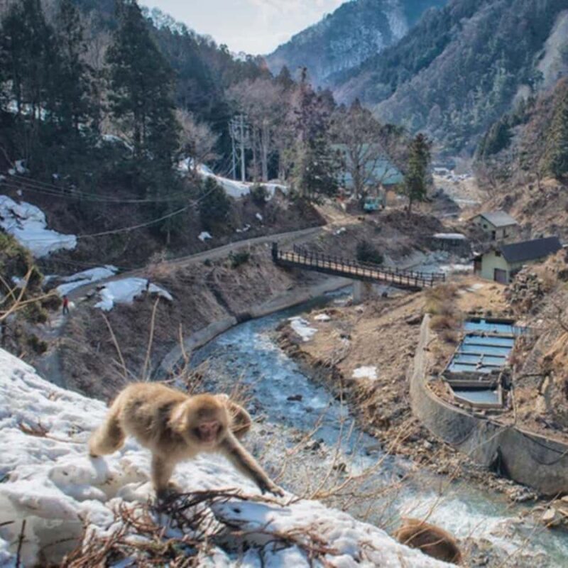 Nagano/Tokyo: Snow Monkey Private Car Tour Hotel Pick & Drop - FAQ