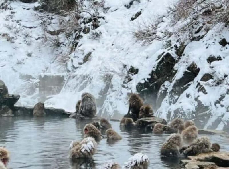 Nagano & Tokyo: Snow Monkey Private Customizable Day Tour - Who Is This Tour Best For?