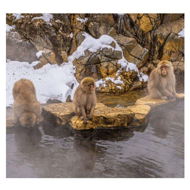 Nagano/Tokyo: Snow Monkey Private Day Tour At Lowest Rate - Final Thoughts