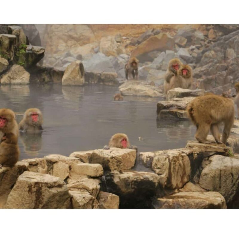 Nagano/ Tokyo: Snow Monkey Private Day Tour Fully Customised - Exploring the Charming Town of Obuse