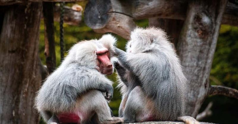 Nagano/ Tokyo: Snow Monkey Private Day Tour Fully Customised - Relaxing in Shibu Onsen