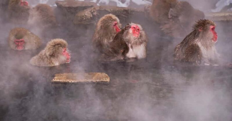 Nagano/ Tokyo: Snow Monkey Private Day Tour Fully Customised - Scenic Walk in Yamanochi