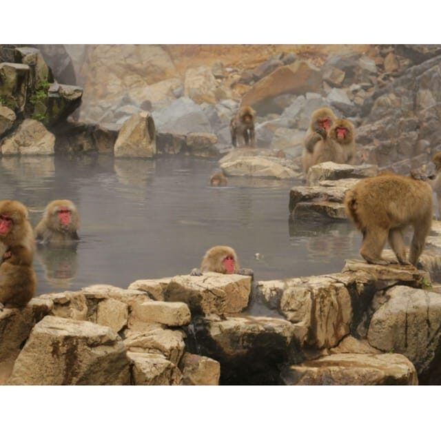 Nagano Tokyo: Snow Monkey Private Day Tour Hotel Pick & Drop - An Introduction to This Nagano Day Tour