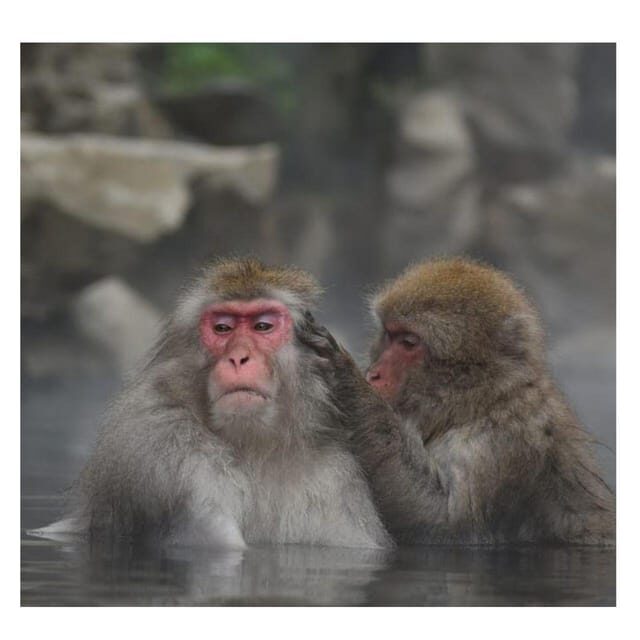 Nagano Tokyo: Snow Monkey Private Day Tour Hotel Pick & Drop - The Sum Up