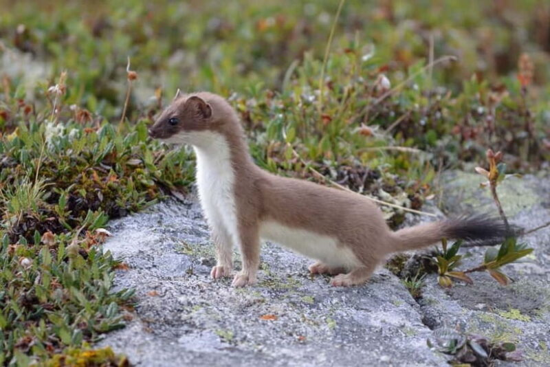 Nagano UNESCO Park: Emerald Acid Lake & Ghibli Onsen Town - Key Points
