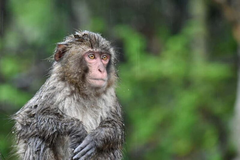 Nagano UNESCO Park: Emerald Acid Lake & Ghibli Onsen Town - FAQ