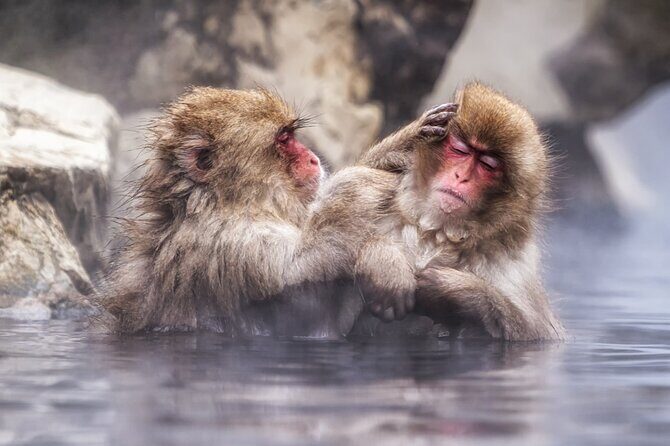 Nagano's Famous Snow Monkeys -Personalized Private Tour - Introduction to the Experience
