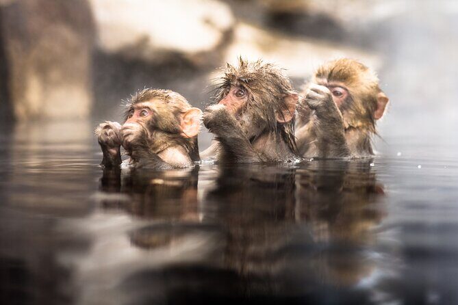 Nagano's Famous Snow Monkeys -Personalized Private Tour - Detailed Breakdown of the Itinerary