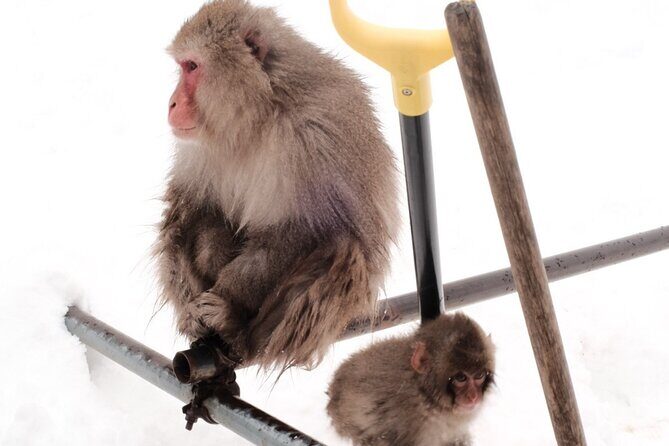 Nagano's Famous Snow Monkeys -Personalized Private Tour - Value and Cost