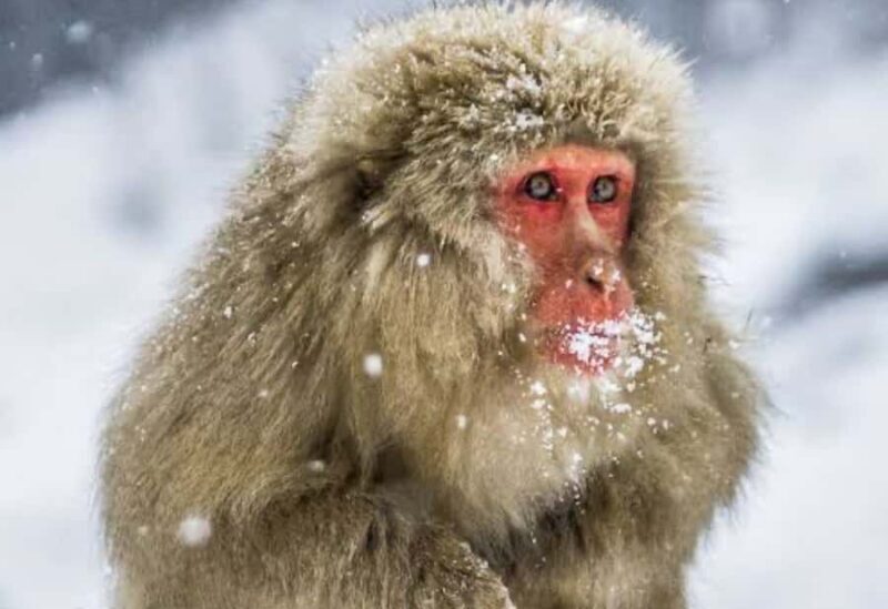 Nagano:Snow Monkey Park Private Customizable Tour With Guide - Is This Tour Worth the Cost?