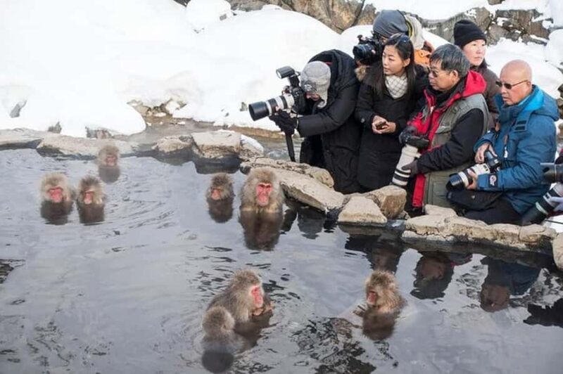 Nagano:Snow Monkeys & Zenko-ji Temple Scenic Whole Day Tour - Why It’s a Good Value