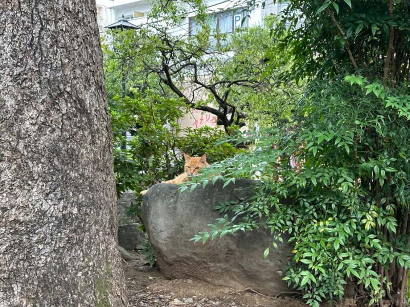 Nagasaki: Hidden Alleys and Finding Local Cats Walking Tour - Key Points